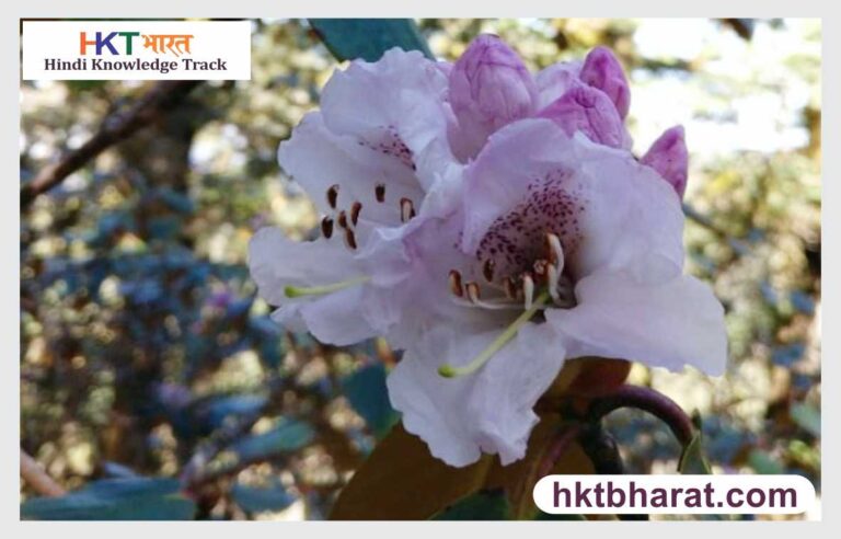 उत्तराखंड का राज्य वृक्ष "बुरांश" | BURANSH STATE TREE OF UTTARAKHAND ...