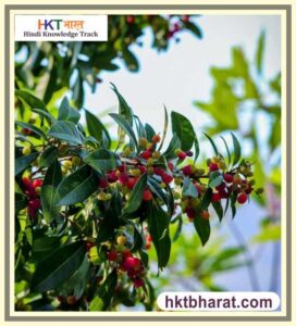 Kaafal (काफल) : उत्तराखंड का दैवीय गुणों वाला फल। - HKT Bharat UPSC